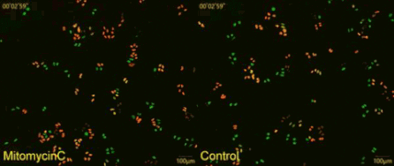 Fucci Cell Cycle Analysis | Yokogawa Electric Corporation