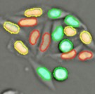 Cell Cycle Analysis Using Cell Cycle Indicator: Fucci | Yokogawa America
