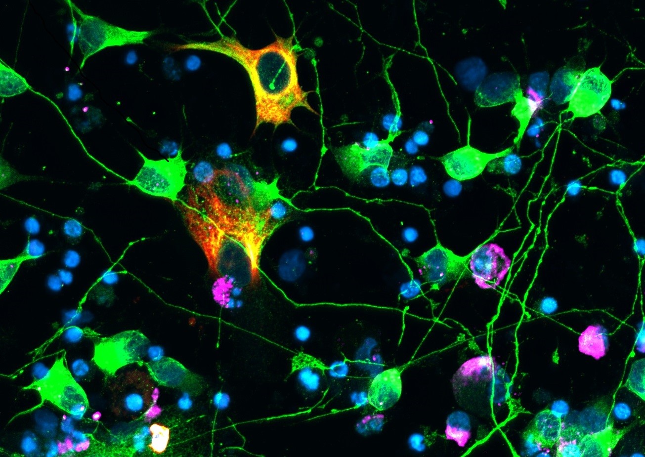 Co-Innovating with PhenoVista | Yokogawa America